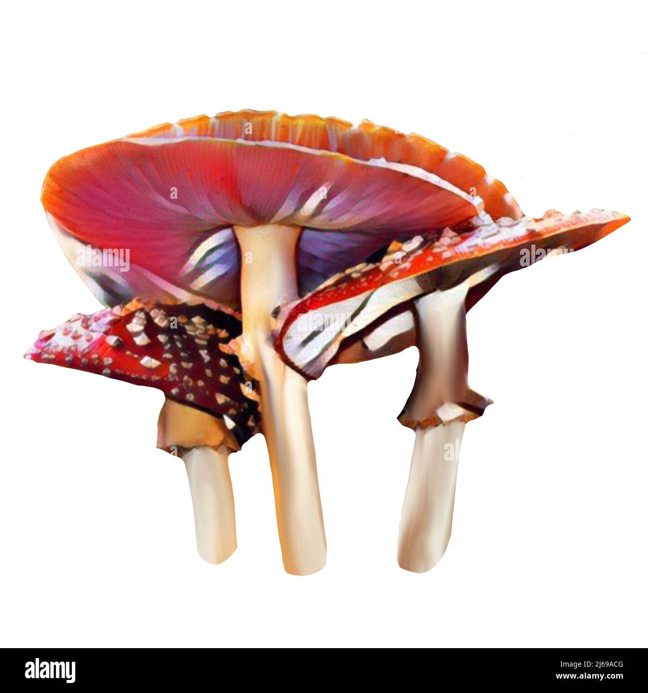 Mushroom with frog Cut Out Stock Images & Pictures - Alamy