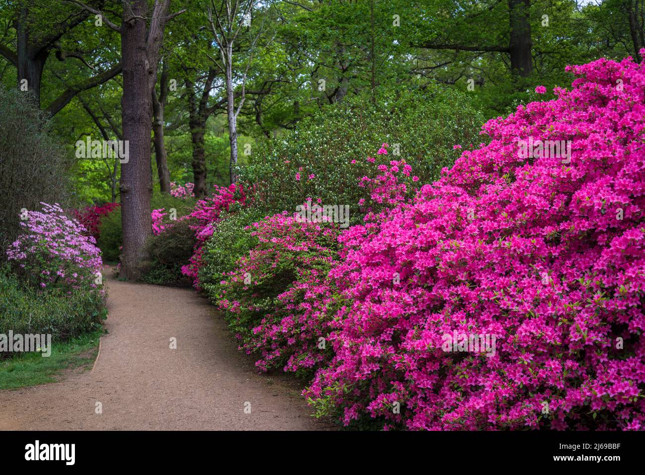 Azalea in Isabella Plantation, Richmond Park, London, England, UK Stock ...