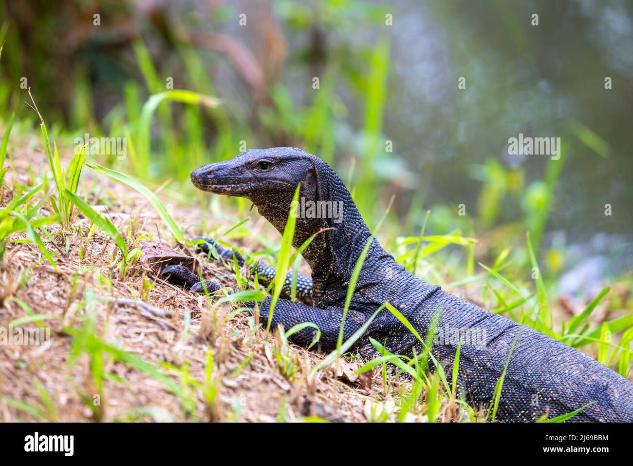 Asian water monitor - Varanus salvator also common water monitor, large ...