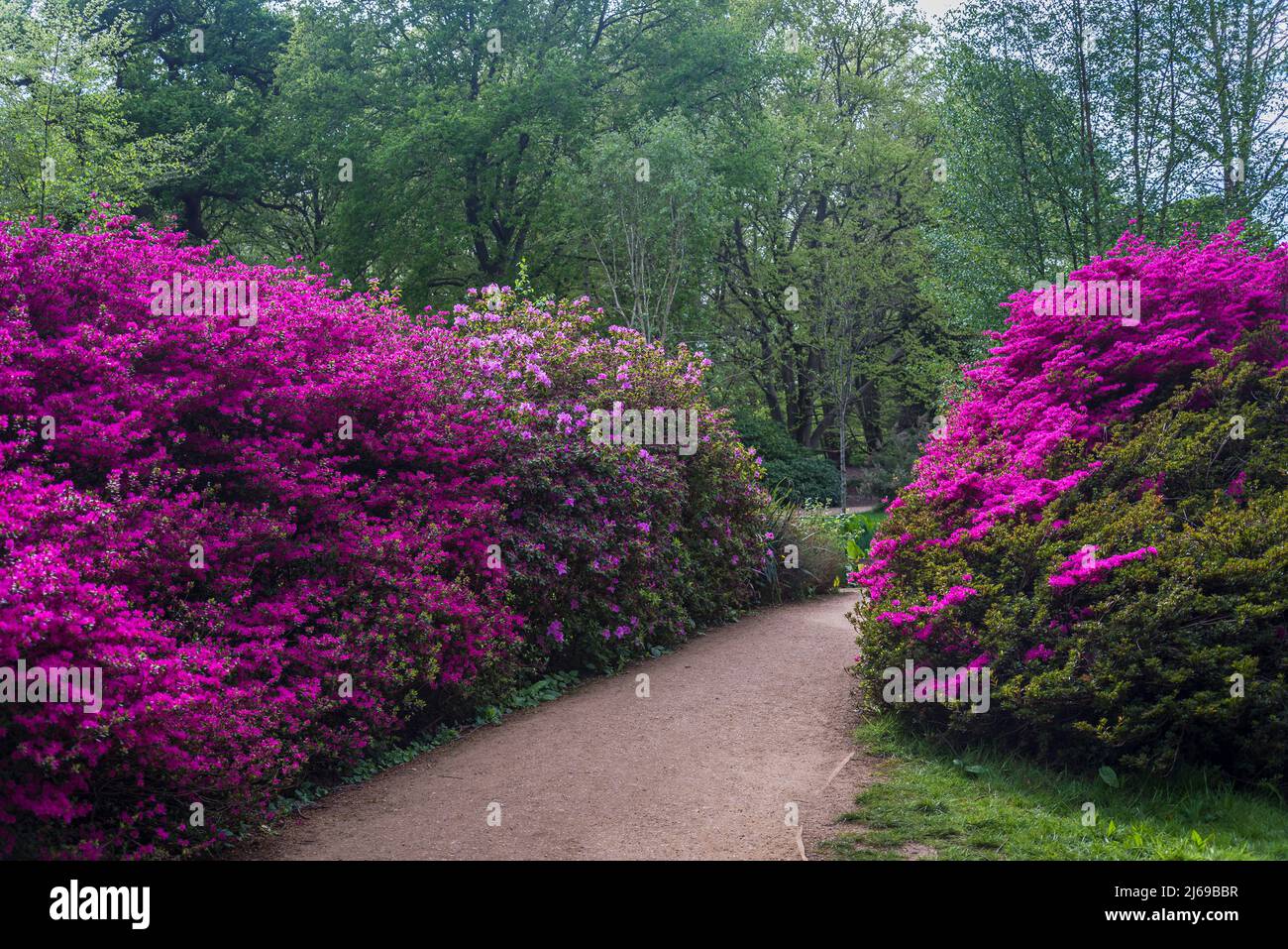 Azalea in Isabella Plantation, Richmond Park, London, England, UK Stock ...