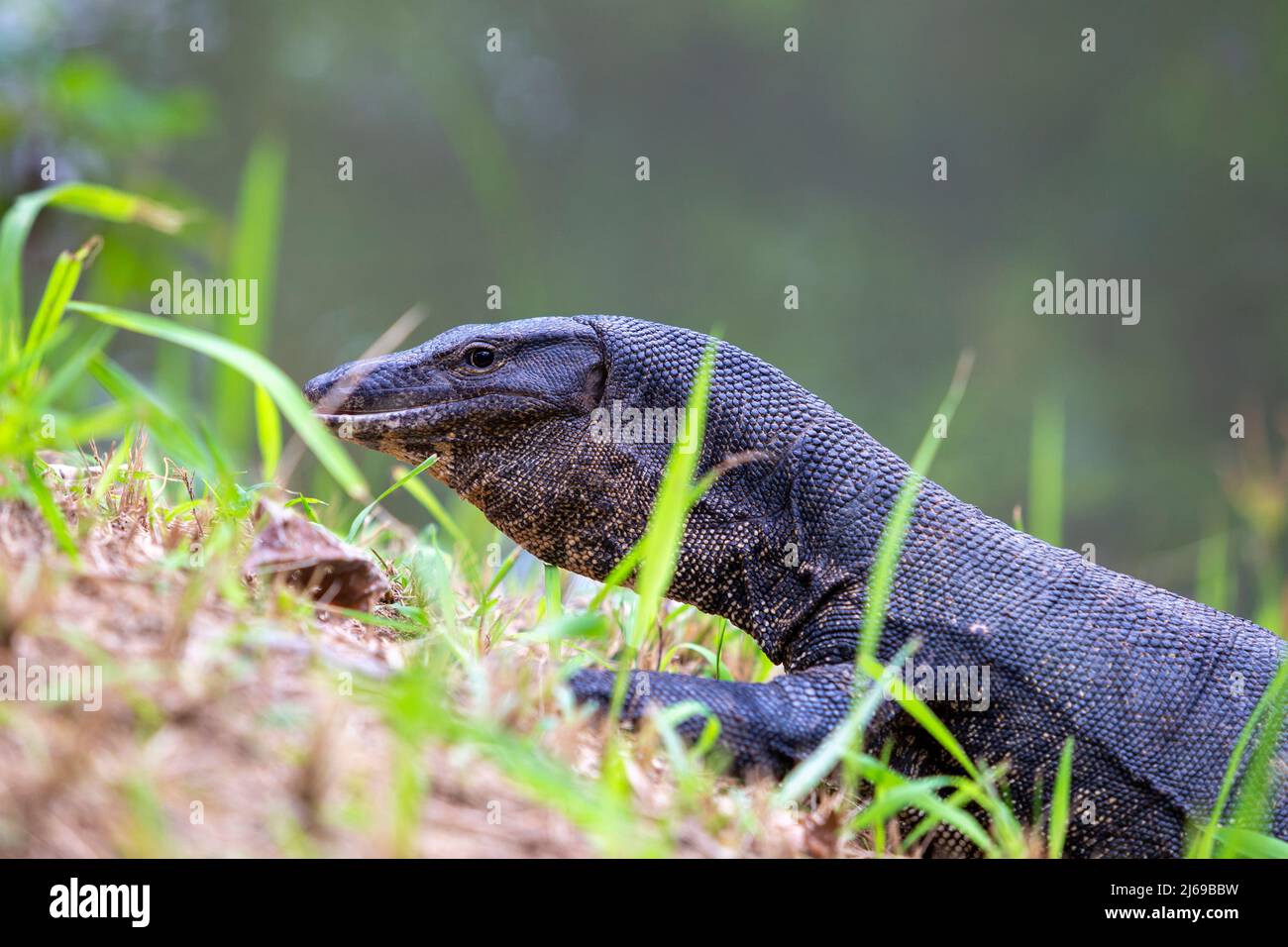 Asian water monitor - Varanus salvator also common water monitor, large ...