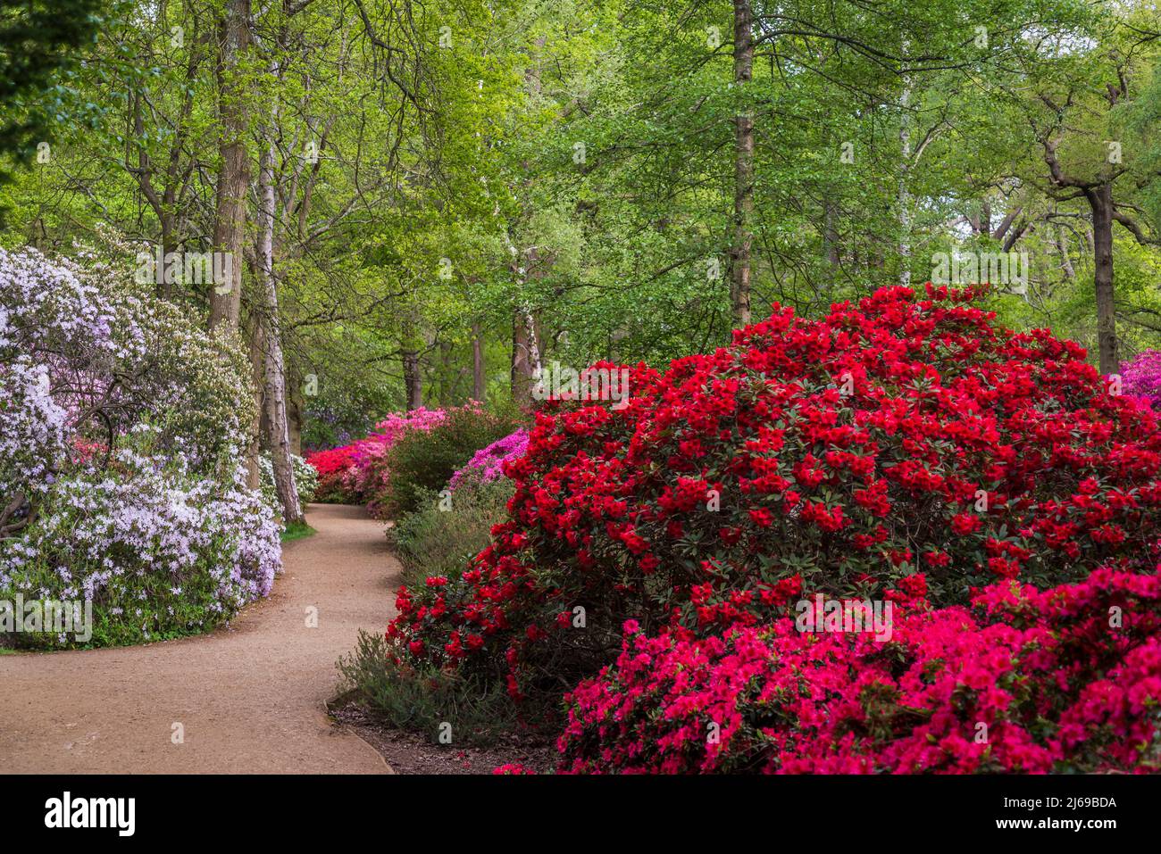 Azalea in Isabella Plantation, Richmond Park, London, England, UK Stock ...