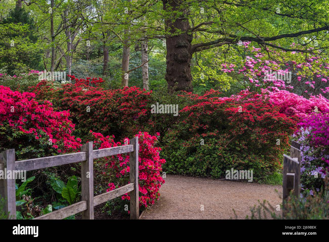 Azalea in Isabella Plantation, Richmond Park, London, England, UK Stock ...