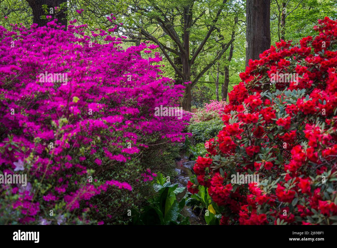 Azalea in Isabella Plantation, Richmond Park, London, England, UK Stock ...