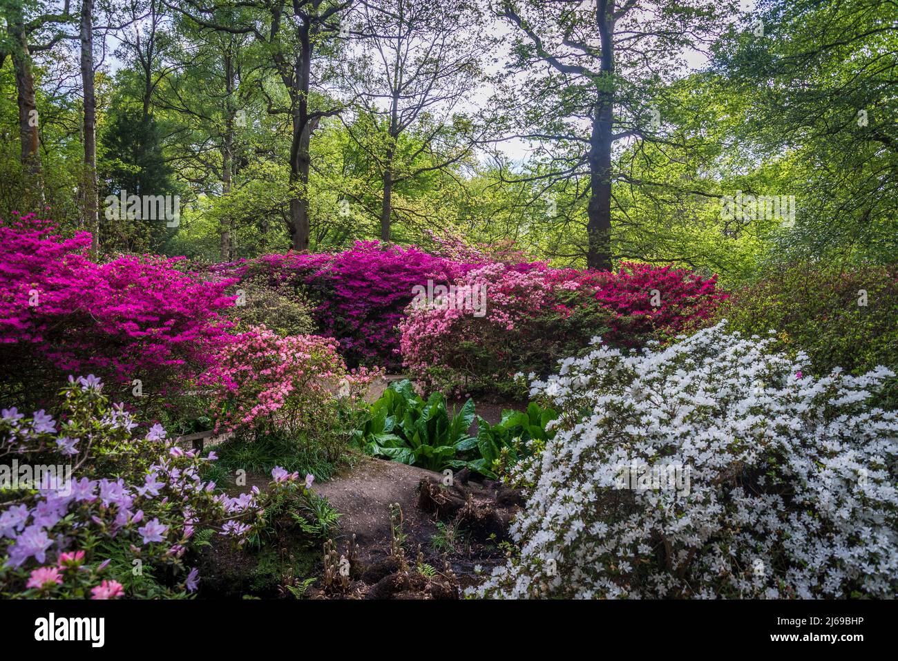 Azalea in Isabella Plantation, Richmond Park, London, England, UK Stock ...