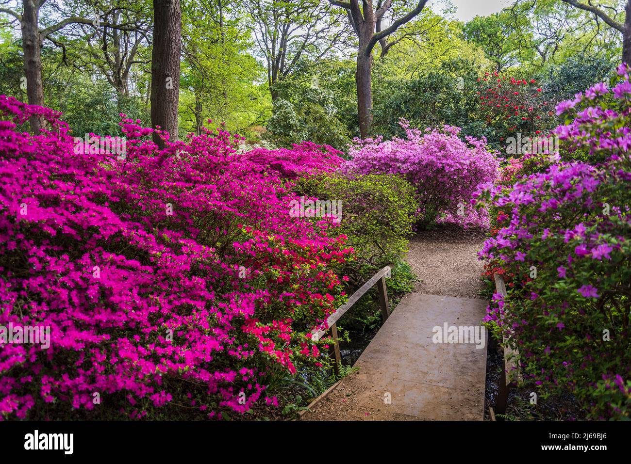 Azalea in Isabella Plantation, Richmond Park, London, England, UK Stock ...