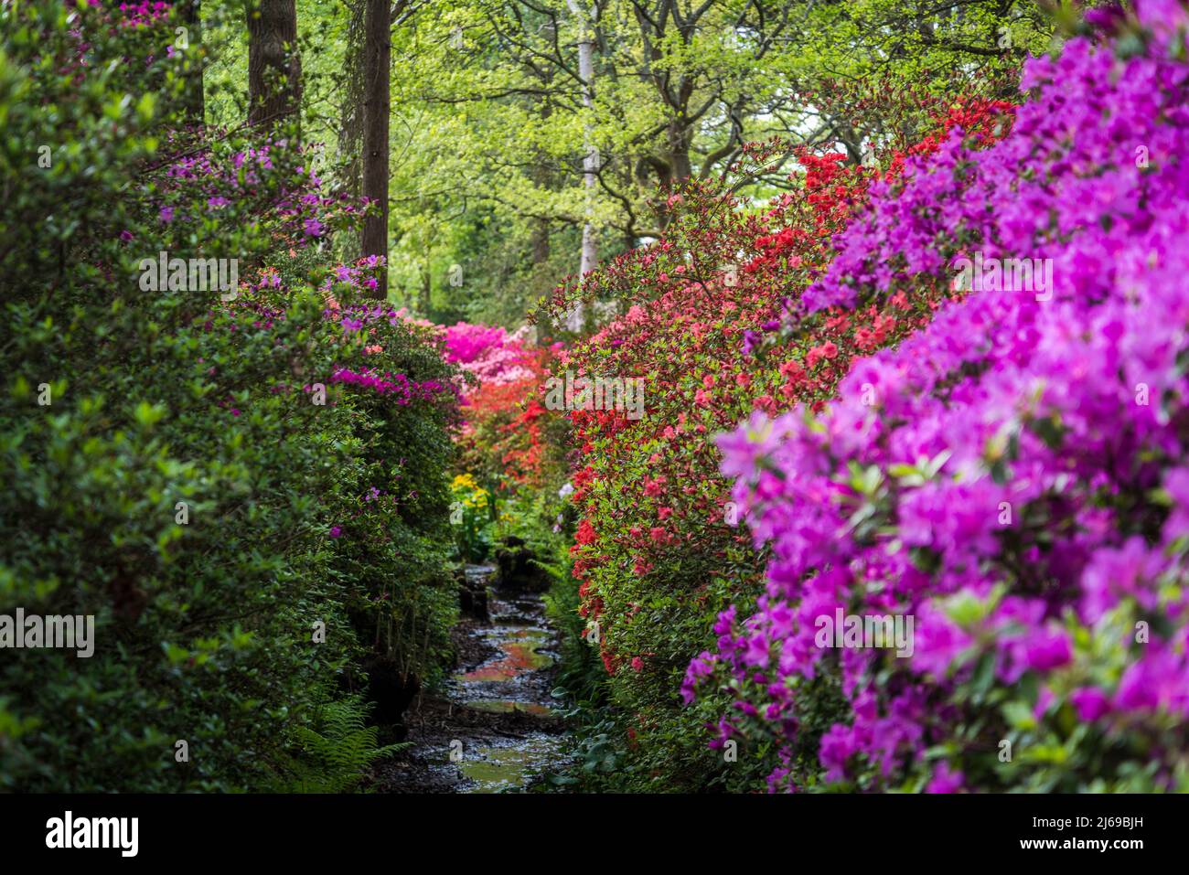Azalea in Isabella Plantation, Richmond Park, London, England, UK Stock ...