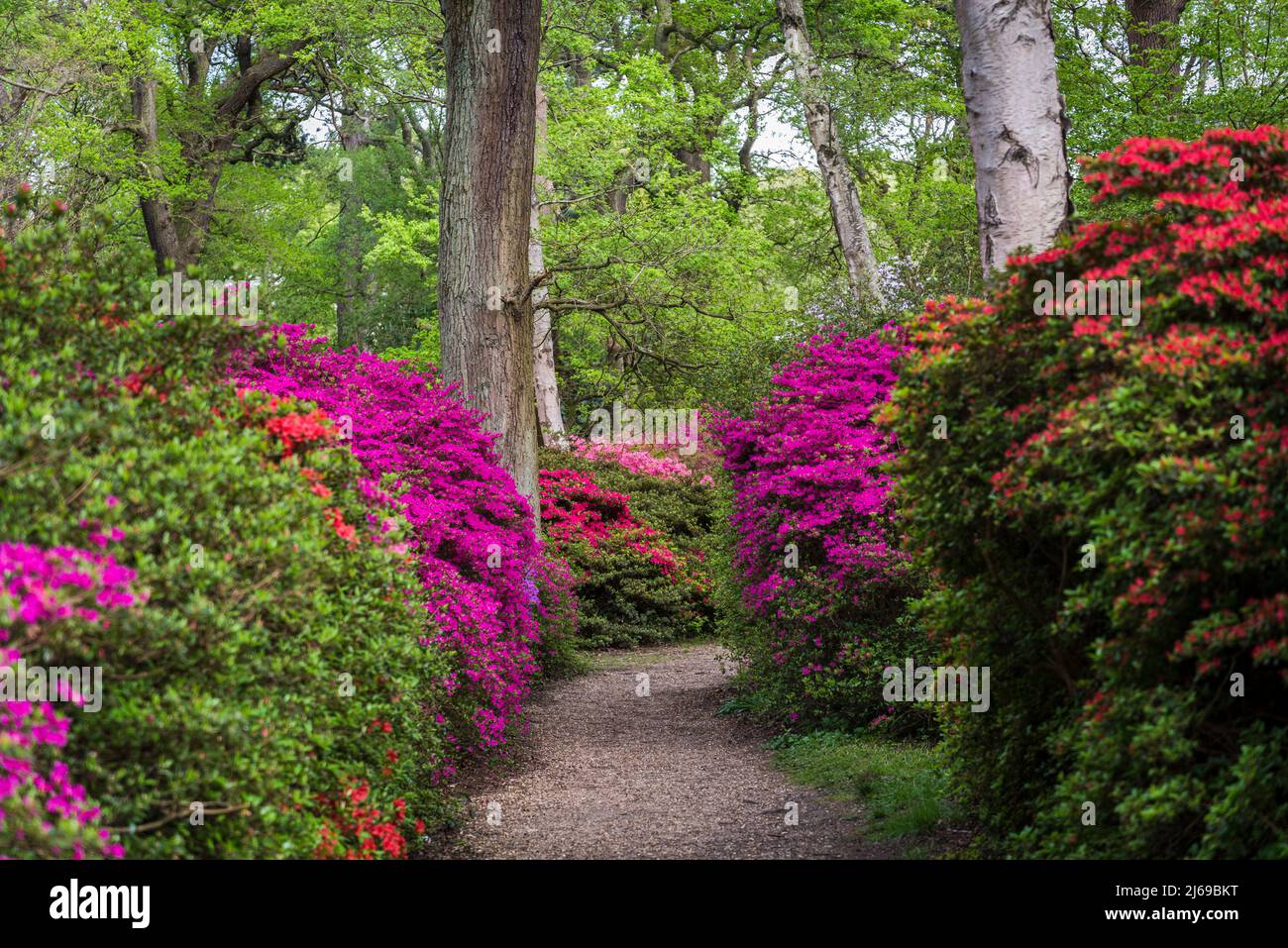 Azalea in Isabella Plantation, Richmond Park, London, England, UK Stock ...