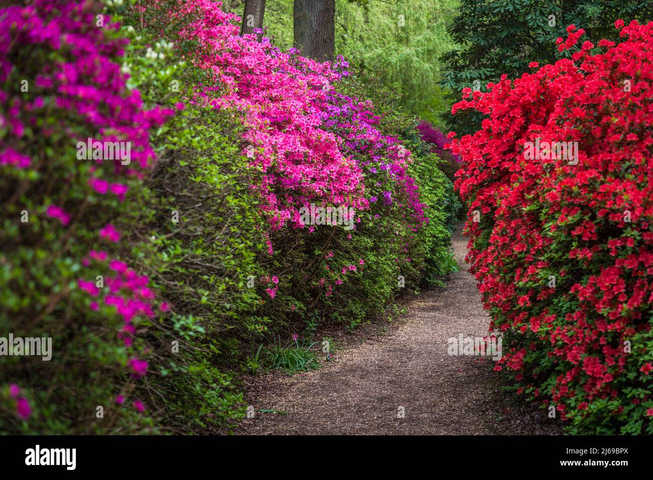 Azalea in Isabella Plantation, Richmond Park, London, England, UK Stock ...