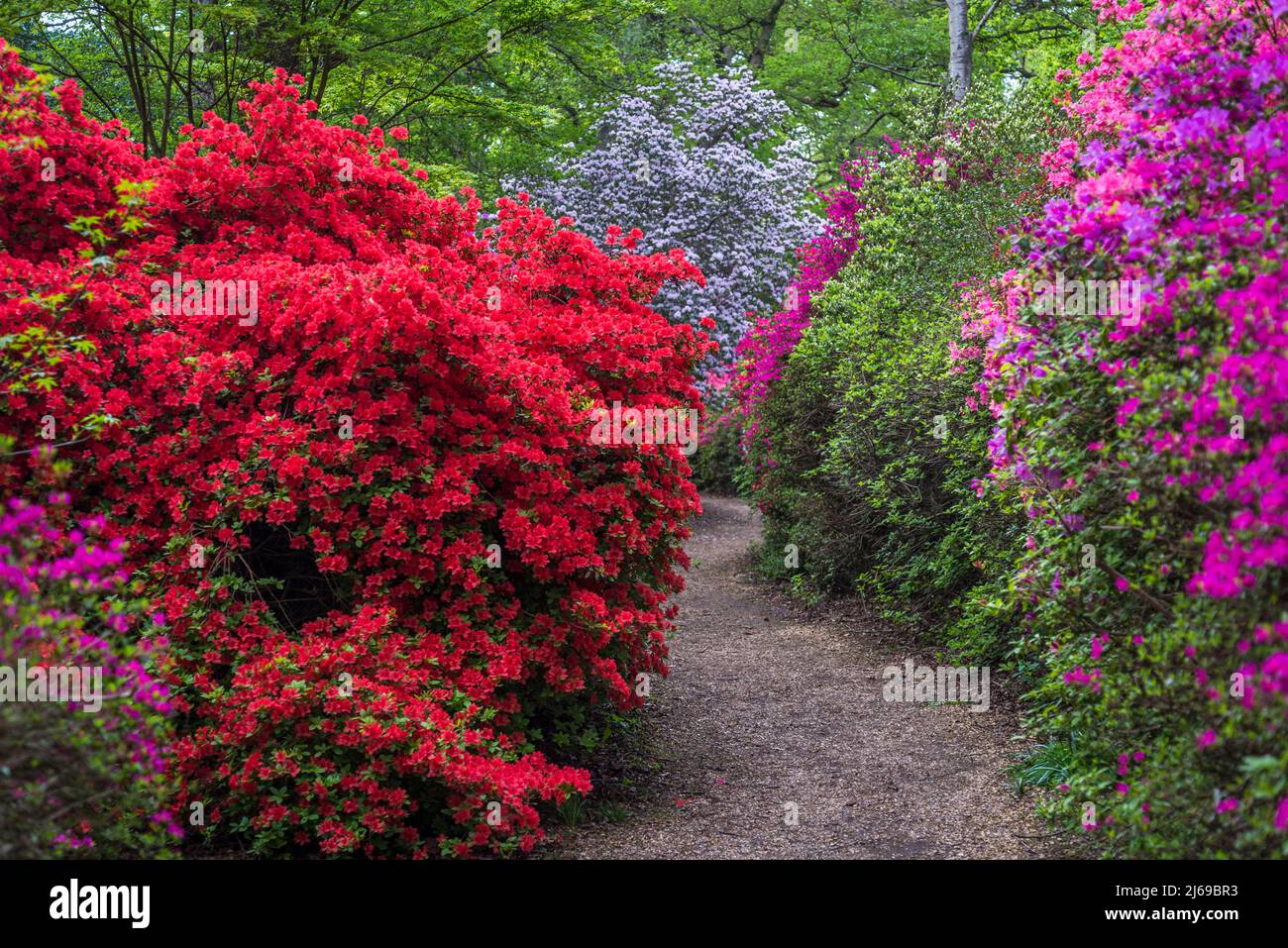 Azalea in Isabella Plantation, Richmond Park, London, England, UK Stock ...