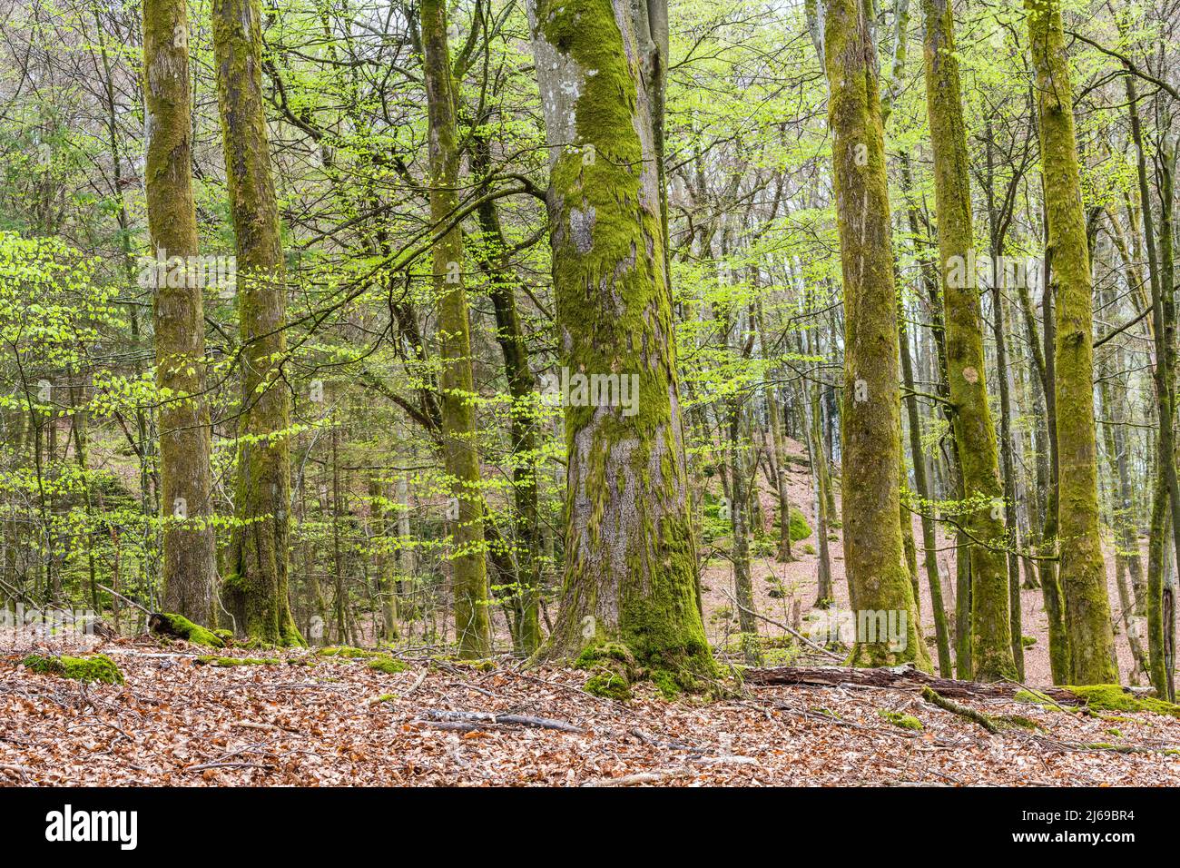Spring nature sweden hi-res stock photography and images - Alamy