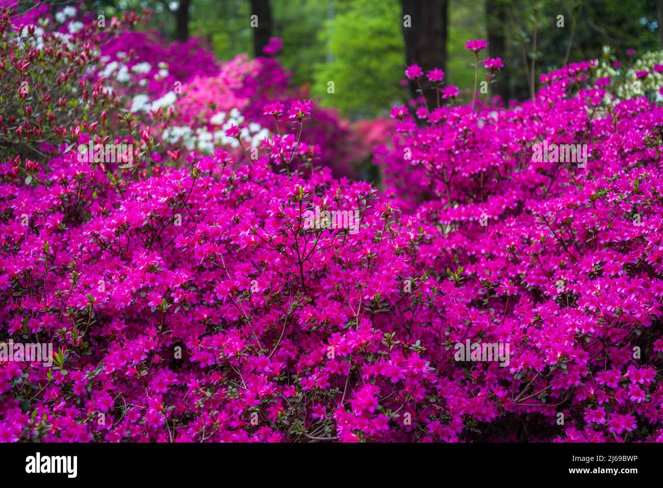 Azalea in Isabella Plantation, Richmond Park, London, England, UK Stock ...