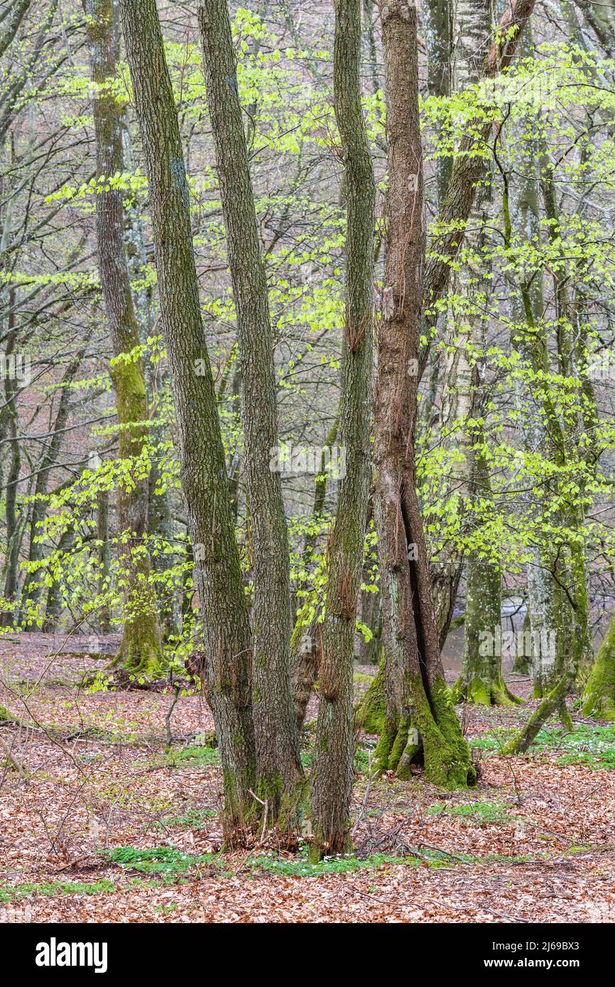 Spring spring scenery hi-res stock photography and images - Alamy
