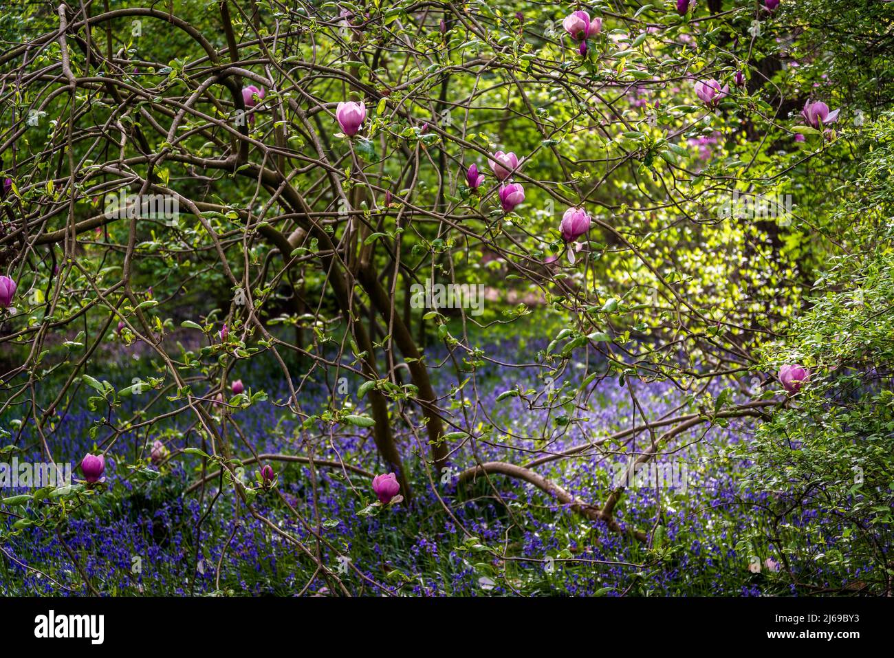 Magnolia × soulangeana, the saucer magnolia tree surrounded with ...