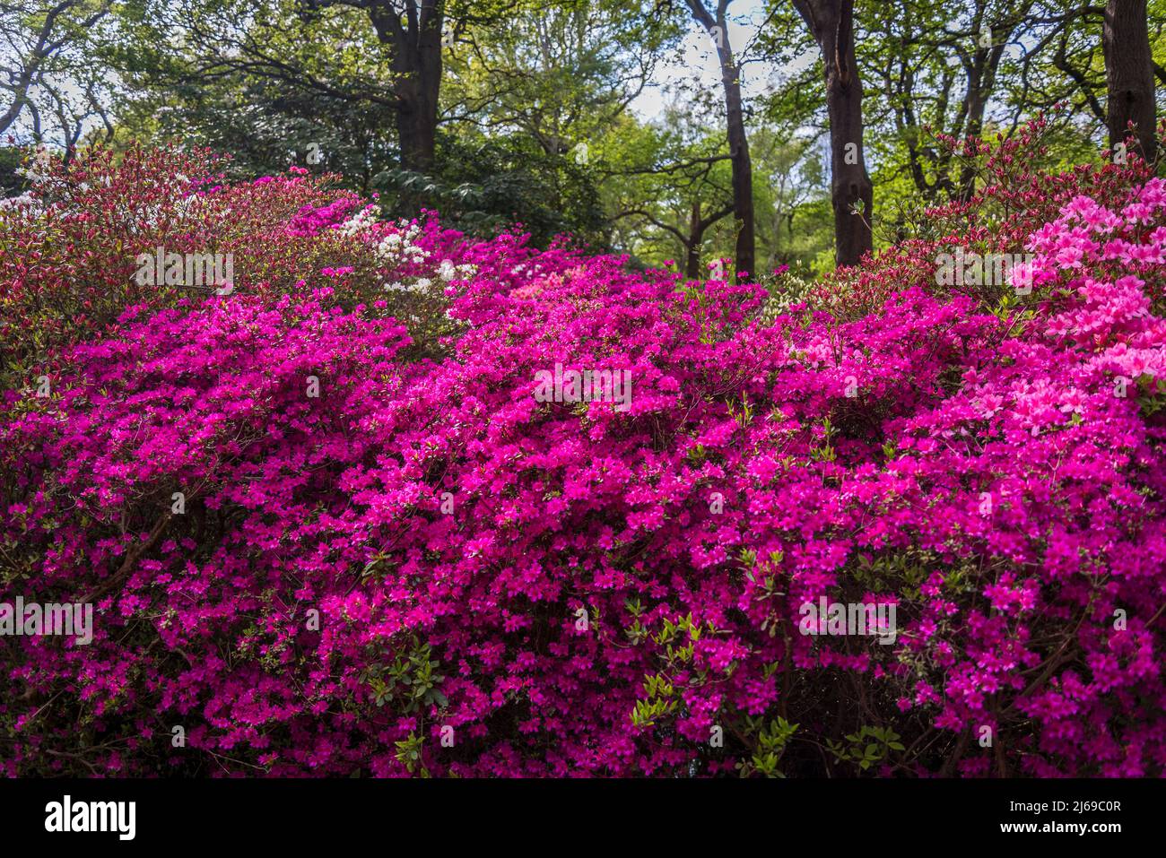 Azalea in Isabella Plantation, Richmond Park, London, England, UK Stock ...
