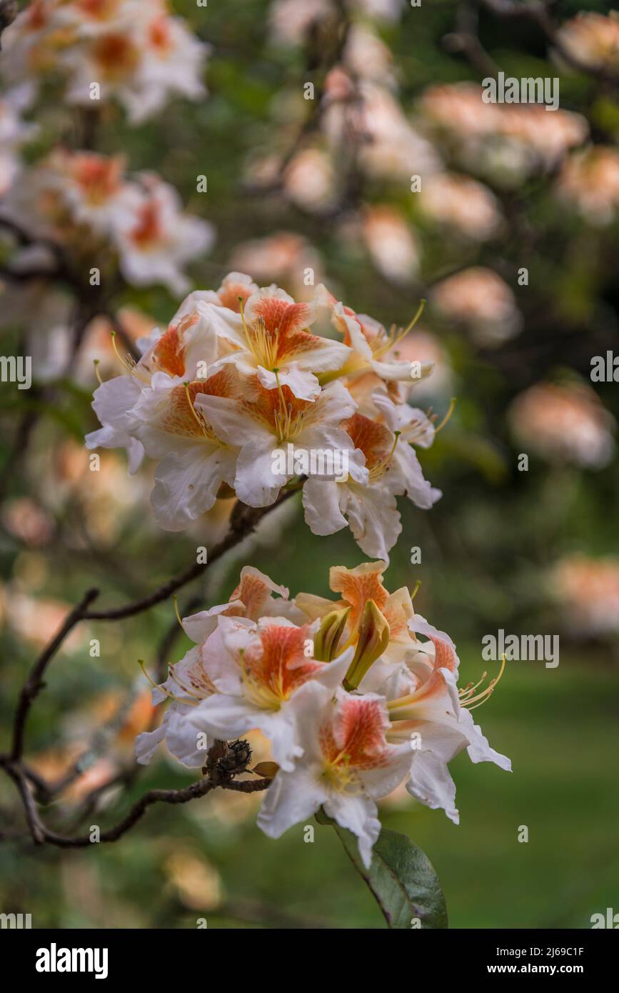 Azalea in Isabella Plantation, Richmond Park, London, England, UK Stock ...