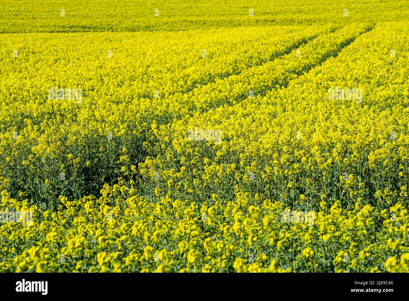 Rapeseed hi-res stock photography and images - Alamy