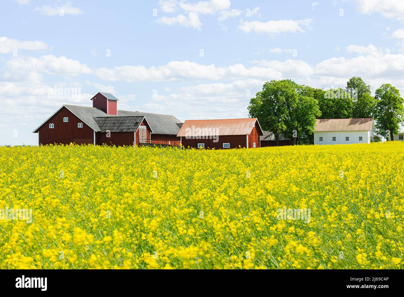 Yellow rapeseed field in front of farm Stock Photo - Alamy