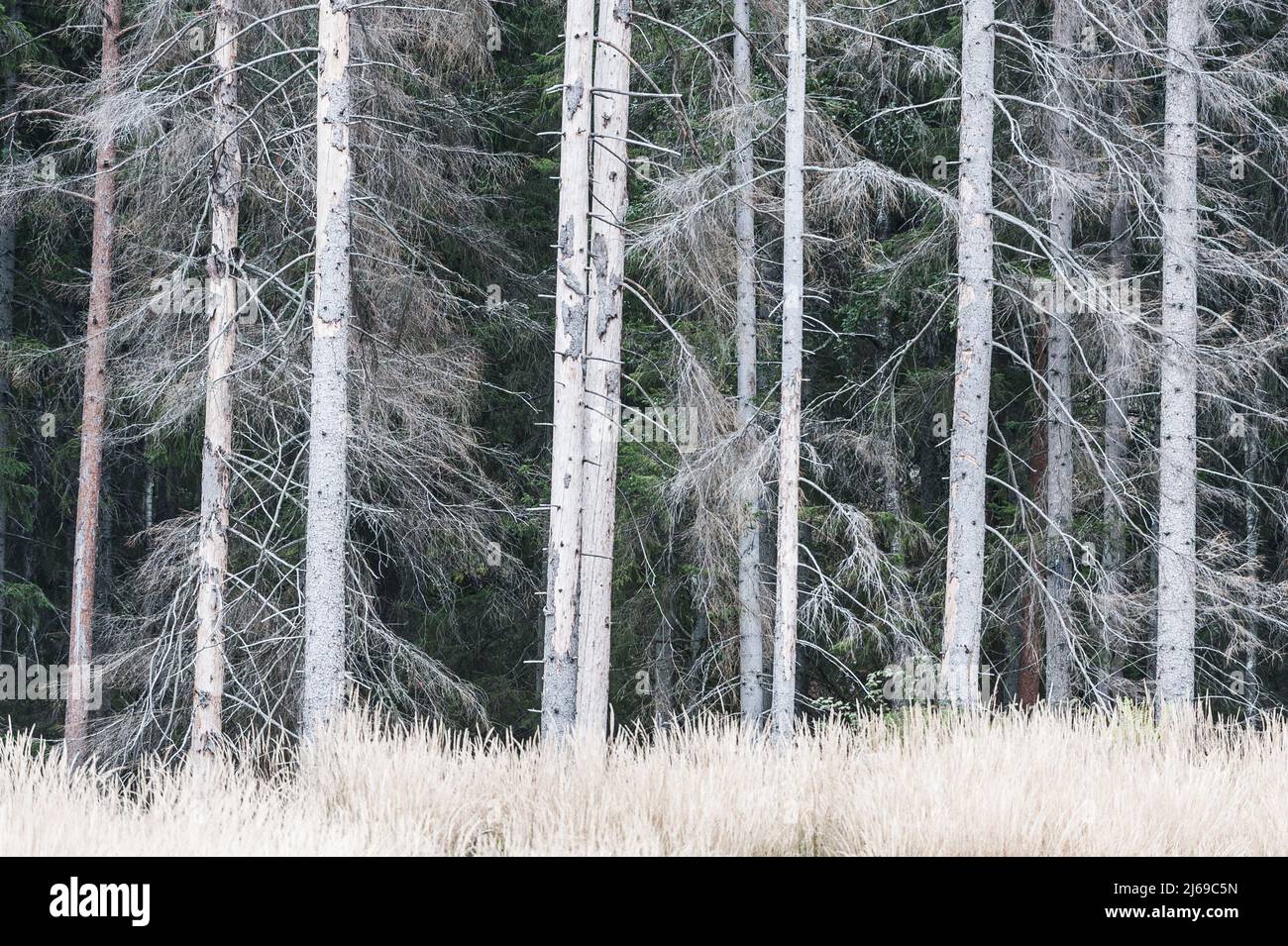 Dead trees in front of forest Stock Photo - Alamy