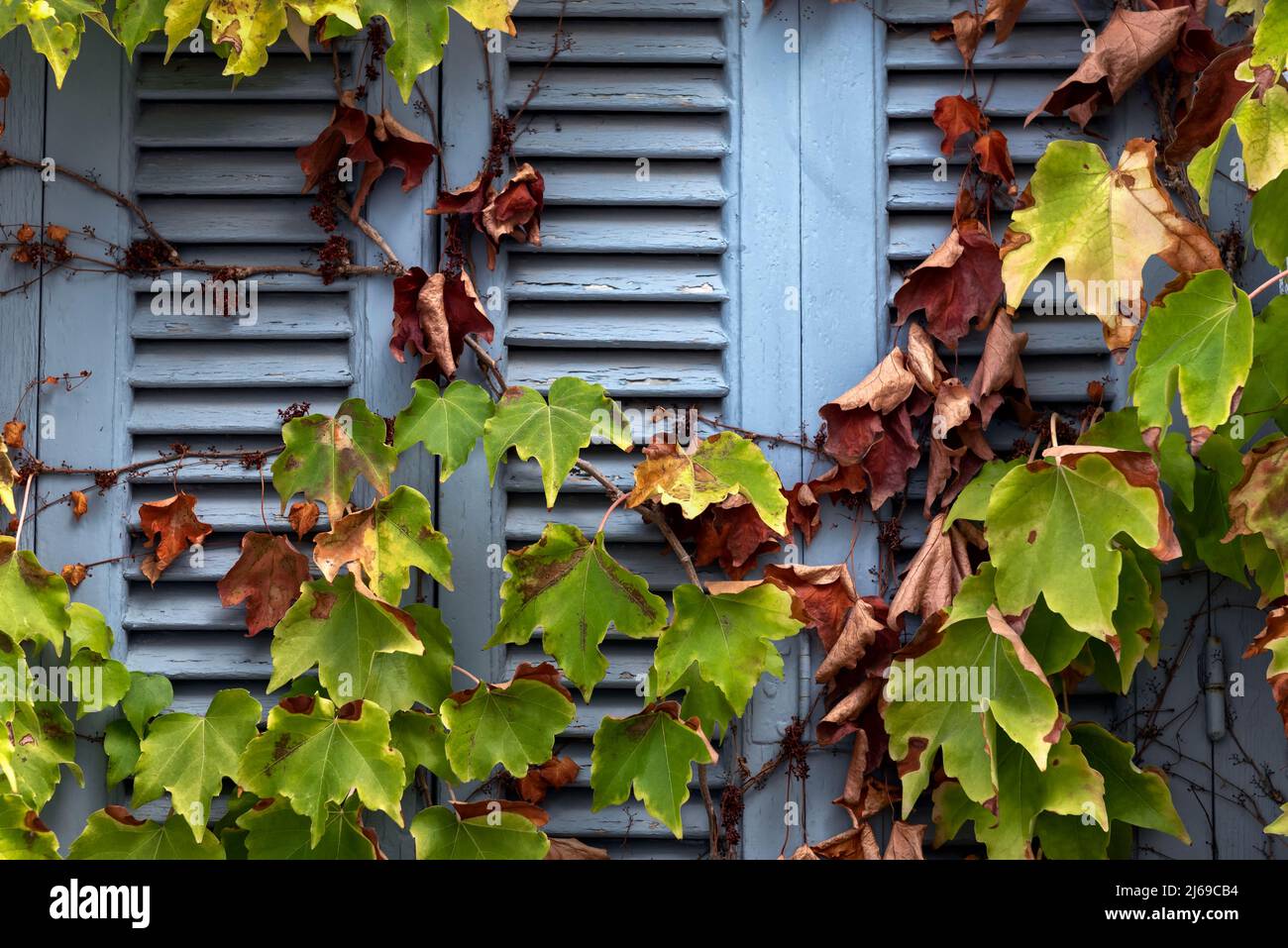 Covering plant leaves hi-res stock photography and images - Alamy