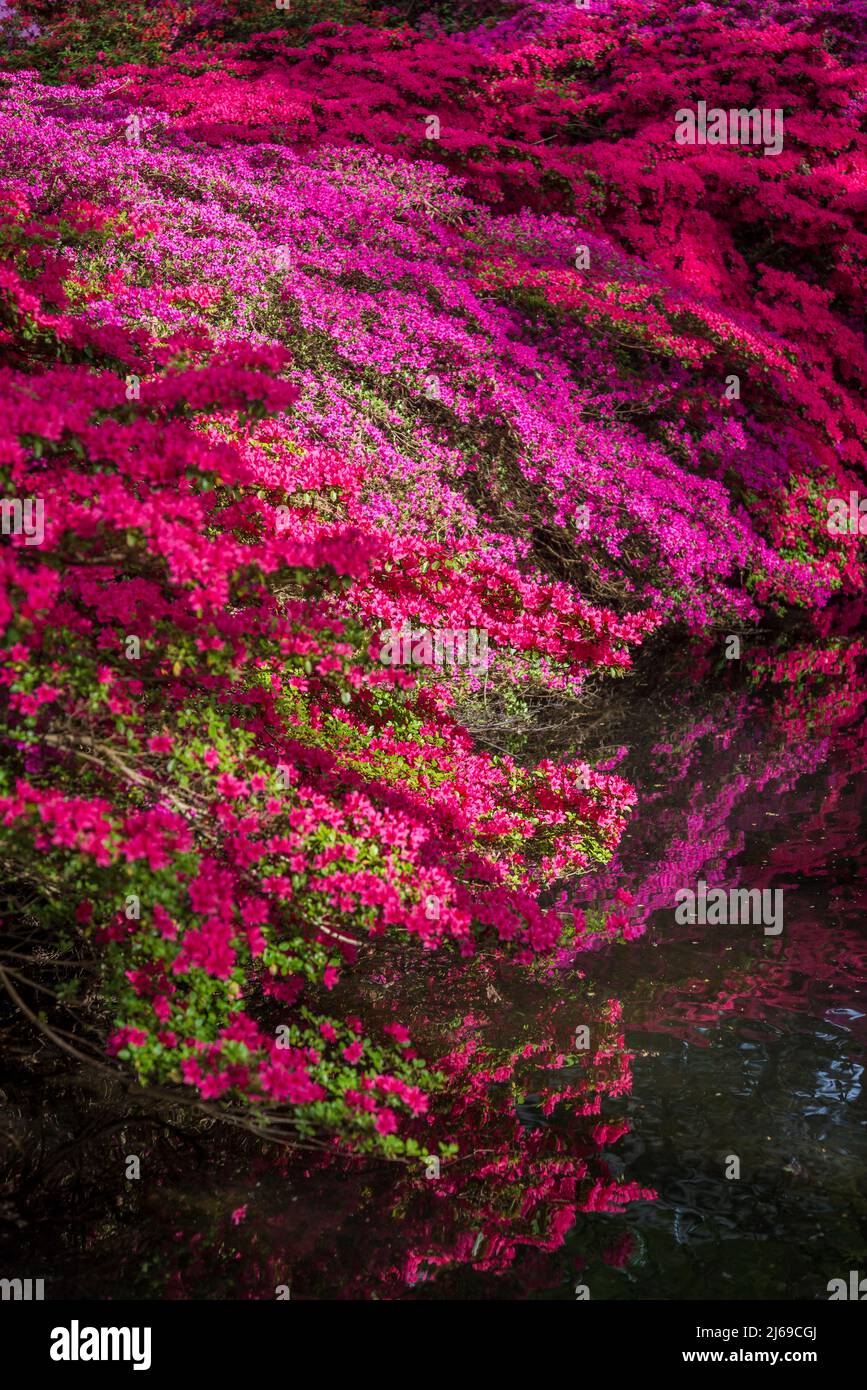 Still pond and Azaleas in full bloom in Isabella Plantation, Richmond ...