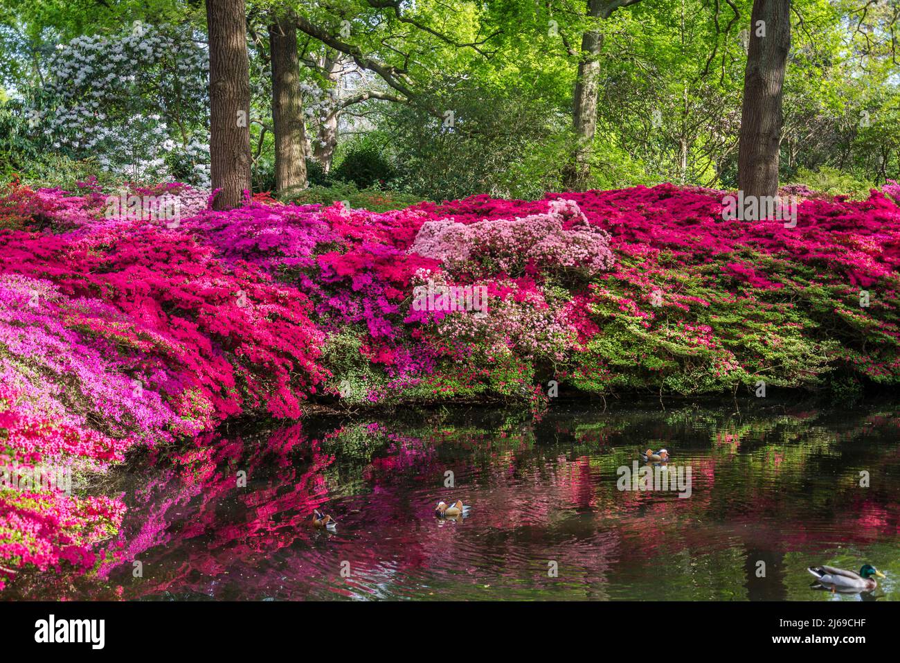 Spring bird blossom nobody britain hi-res stock photography and images ...