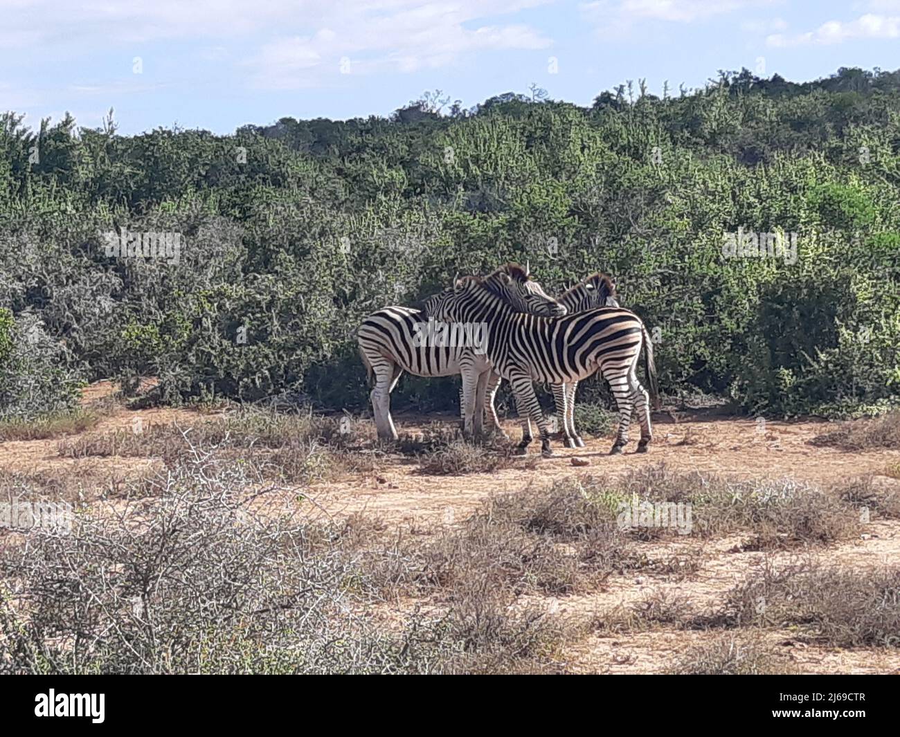 Embracing zebra hi-res stock photography and images - Alamy