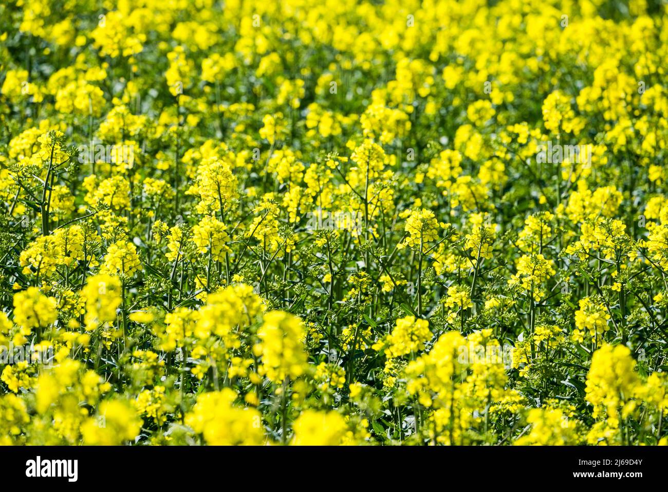 Rapeseed hi-res stock photography and images - Alamy