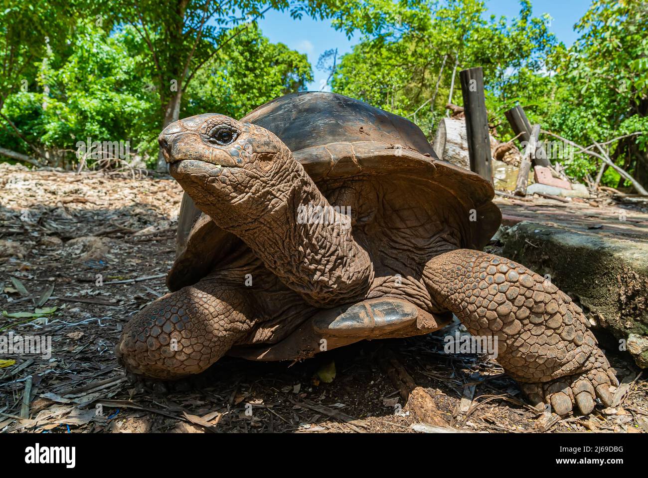 Aldabra giant tortoise, Turtle in Zanzibar, Tanzania Stock Photo - Alamy