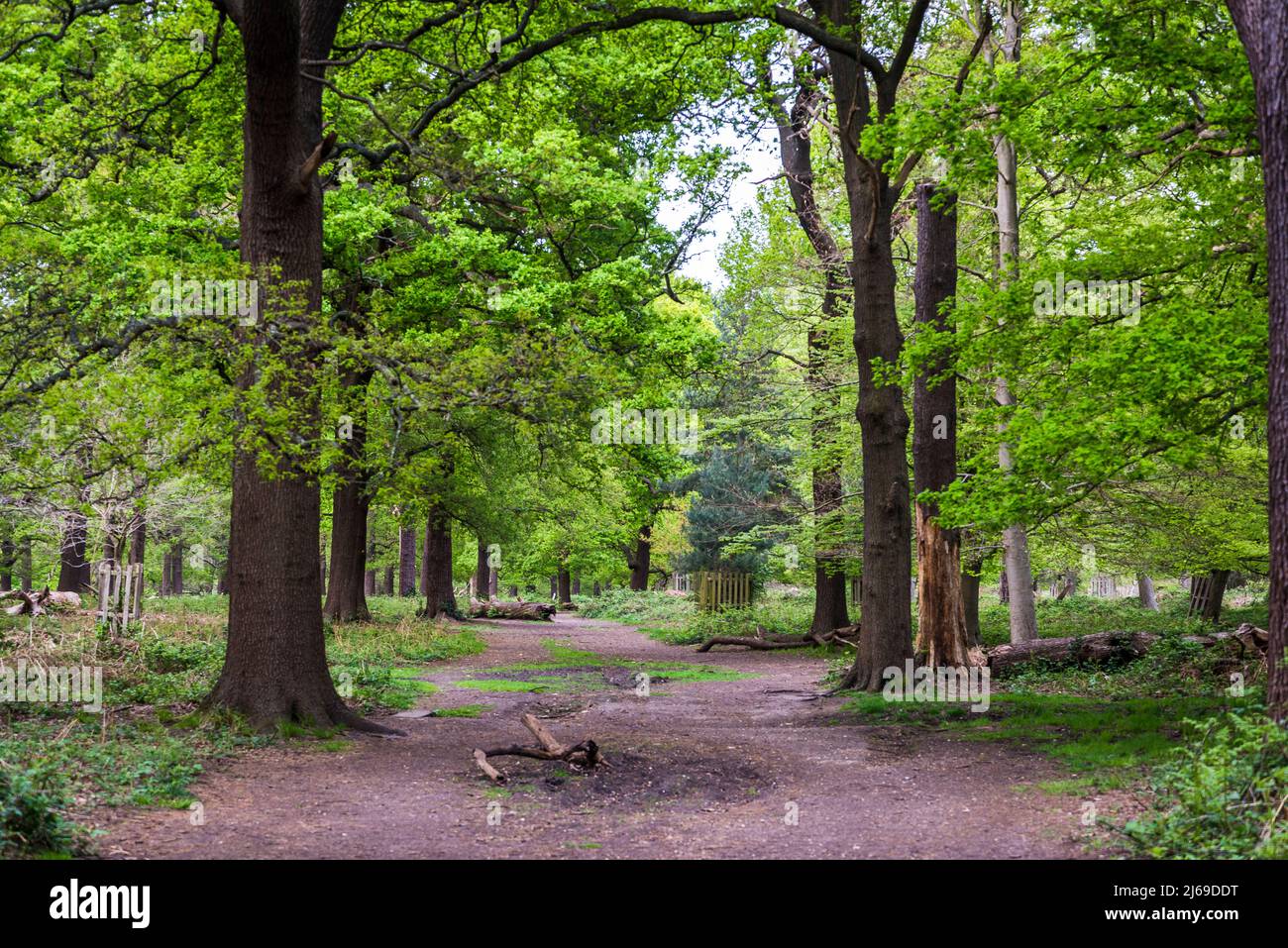 Richmond Park, London, England, UK Stock Photo - Alamy