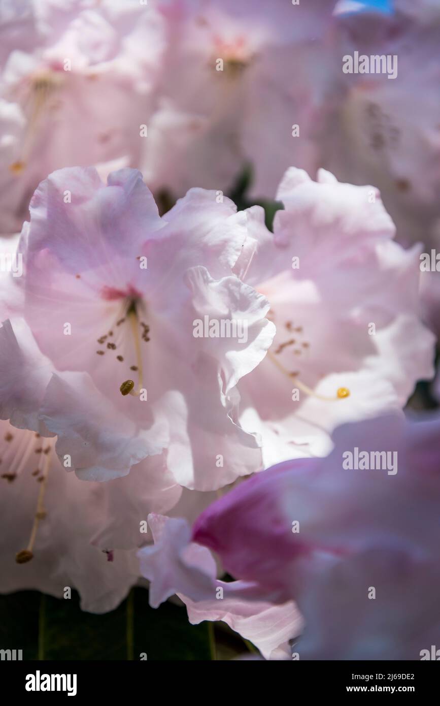 Rhododendron Loderi Group Stock Photo - Alamy