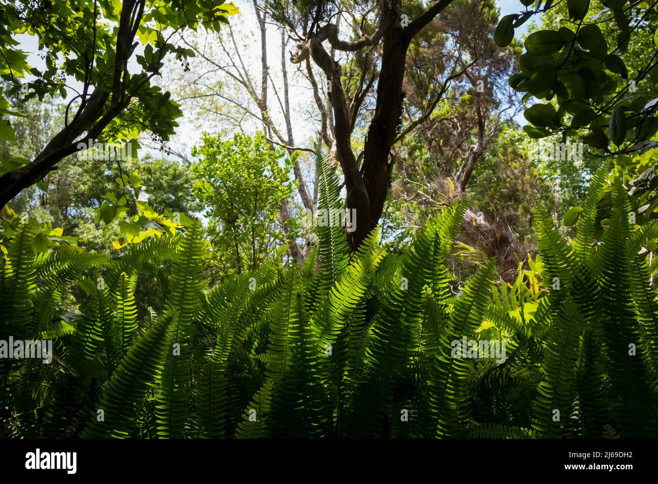 Reserva florestal de recreio da silveira hi-res stock photography and ...