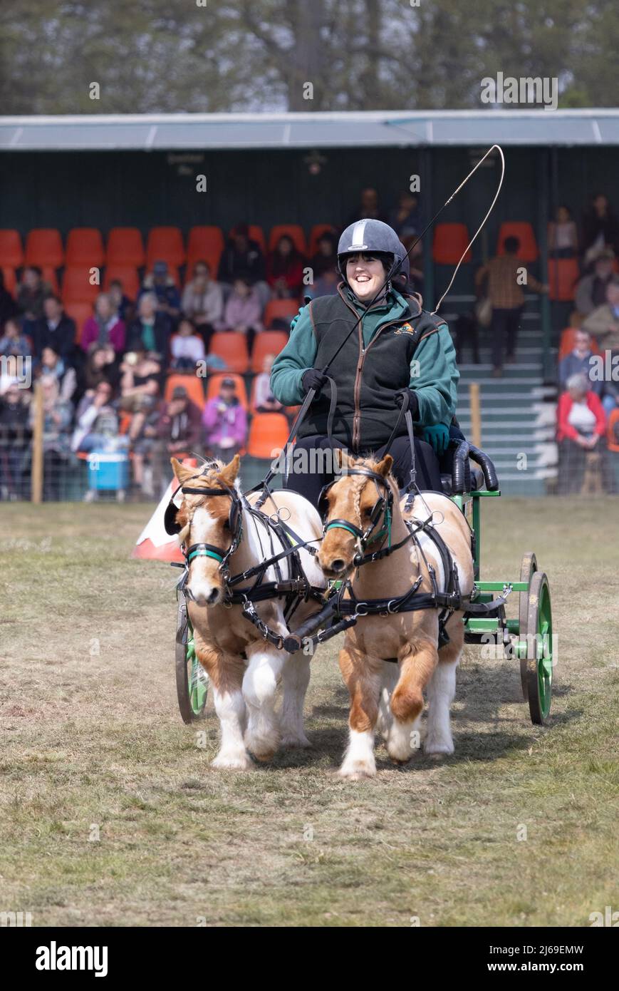 Two miniature Shetland ponies carriage driving on a British Scurry and ...
