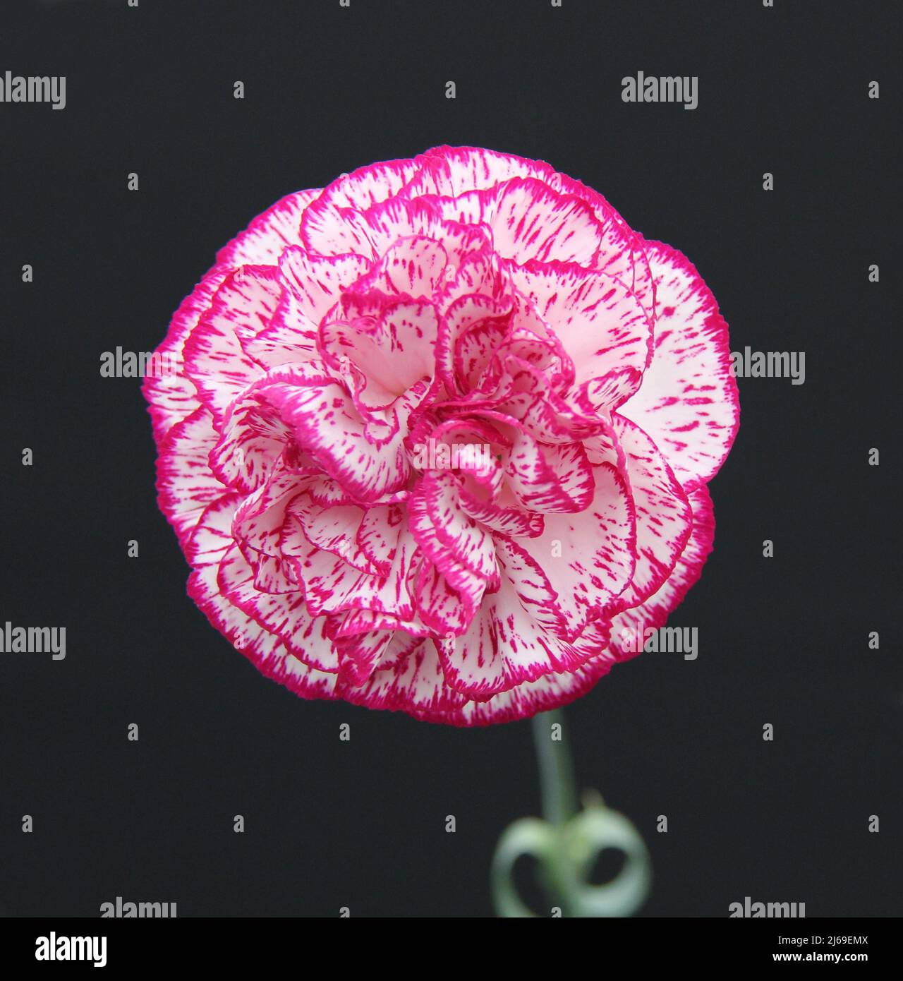 White carnation flower hi-res stock photography and images - Alamy