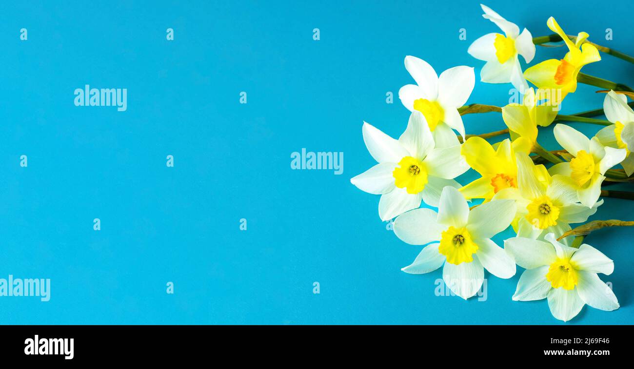 Daffodil banner copy space. White and yellow daffodils on a blue ...
