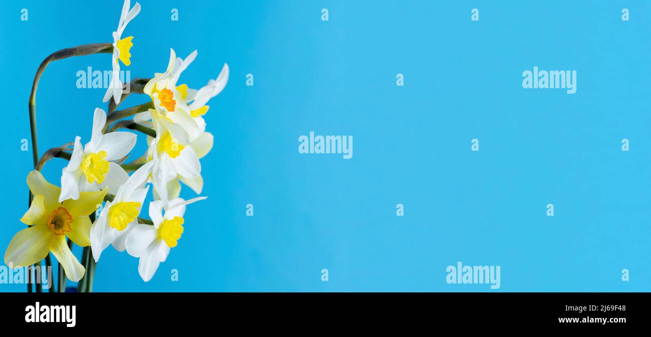 Daffodil banner copy space. White and yellow daffodils on a blue ...
