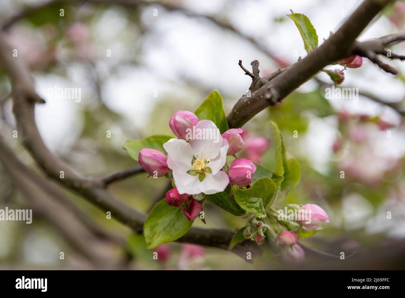 Beautiful spring pink apple tree hi-res stock photography and images ...