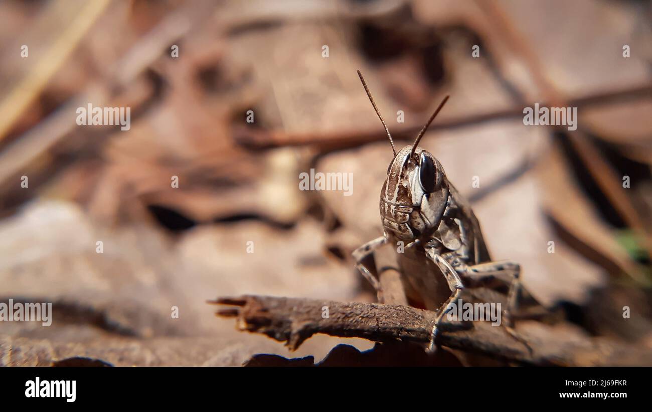Gorgeous grasshopper head macro. Oedaleus abruptus is a species of band ...