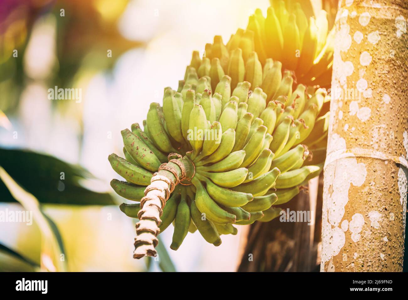 Goa, India. Banana 'Tree' Showing Fruit And Inflorescence Stock Photo ...