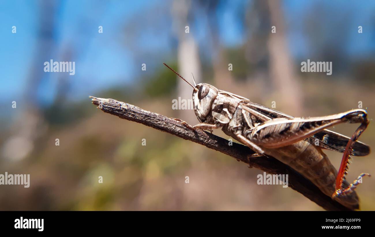 Gorgeous grasshopper stick. Oedaleus abruptus is a species of band ...