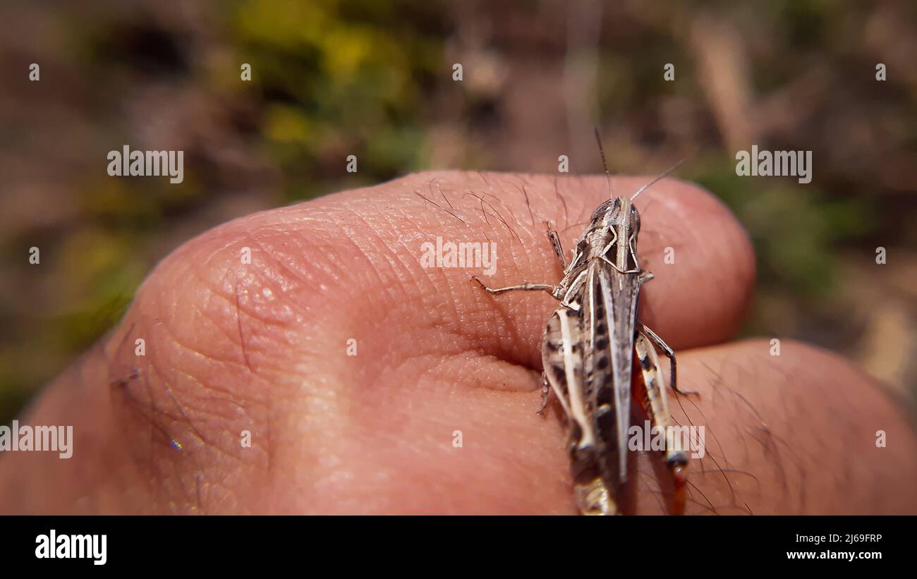 Gorgeous grasshopper on hand. Oedaleus abruptus is a species of band ...