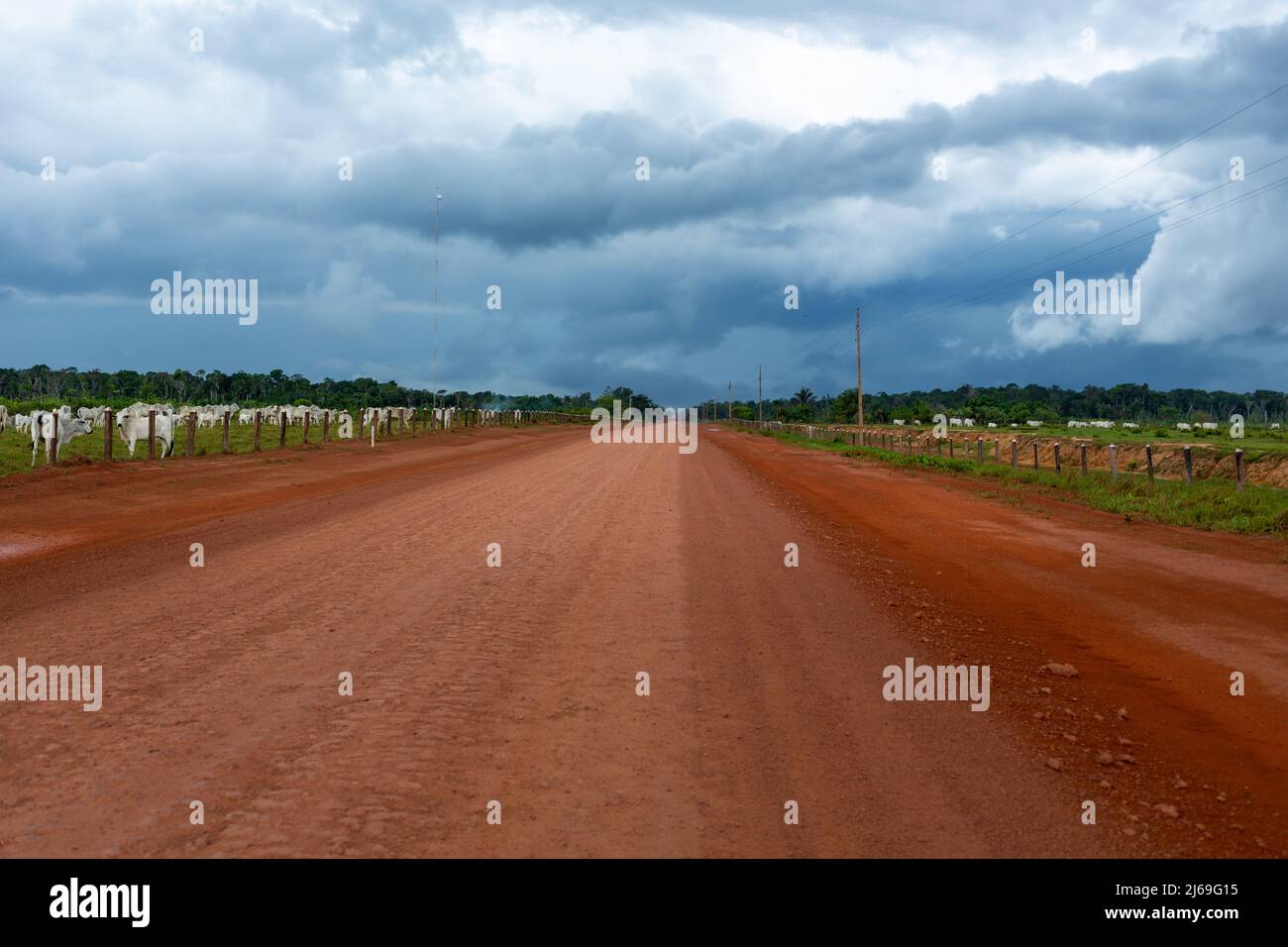 Amazon rainforest deforestation cattle hi-res stock photography and ...