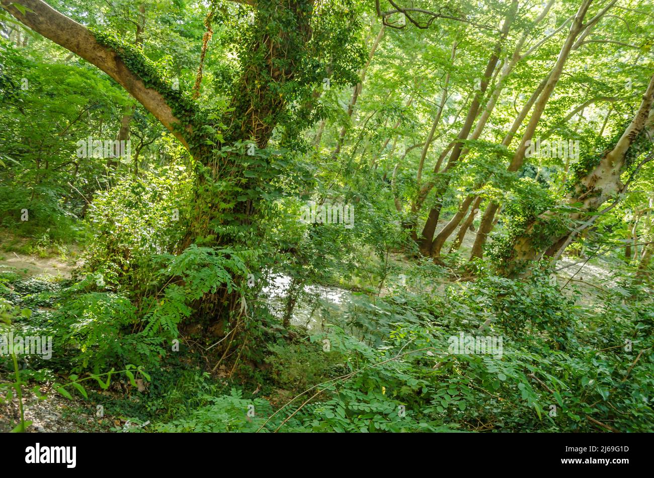 View of the Pinios River in the valley of Tembi, Greece Stock Photo - Alamy
