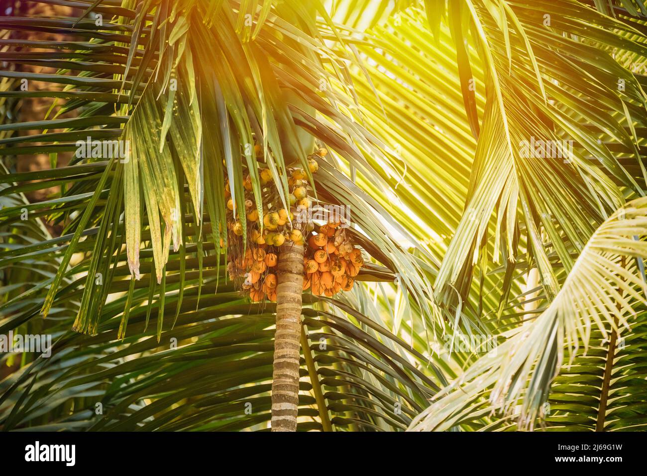 Goa, India. Areca Catechu Palm With Narcotic Nuts On Background Green ...