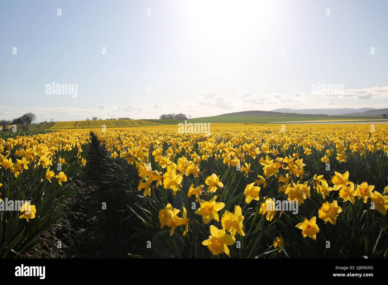 Fettercairn, Aberdeenshire, Scotland, UK. Field of daffodils growing ...