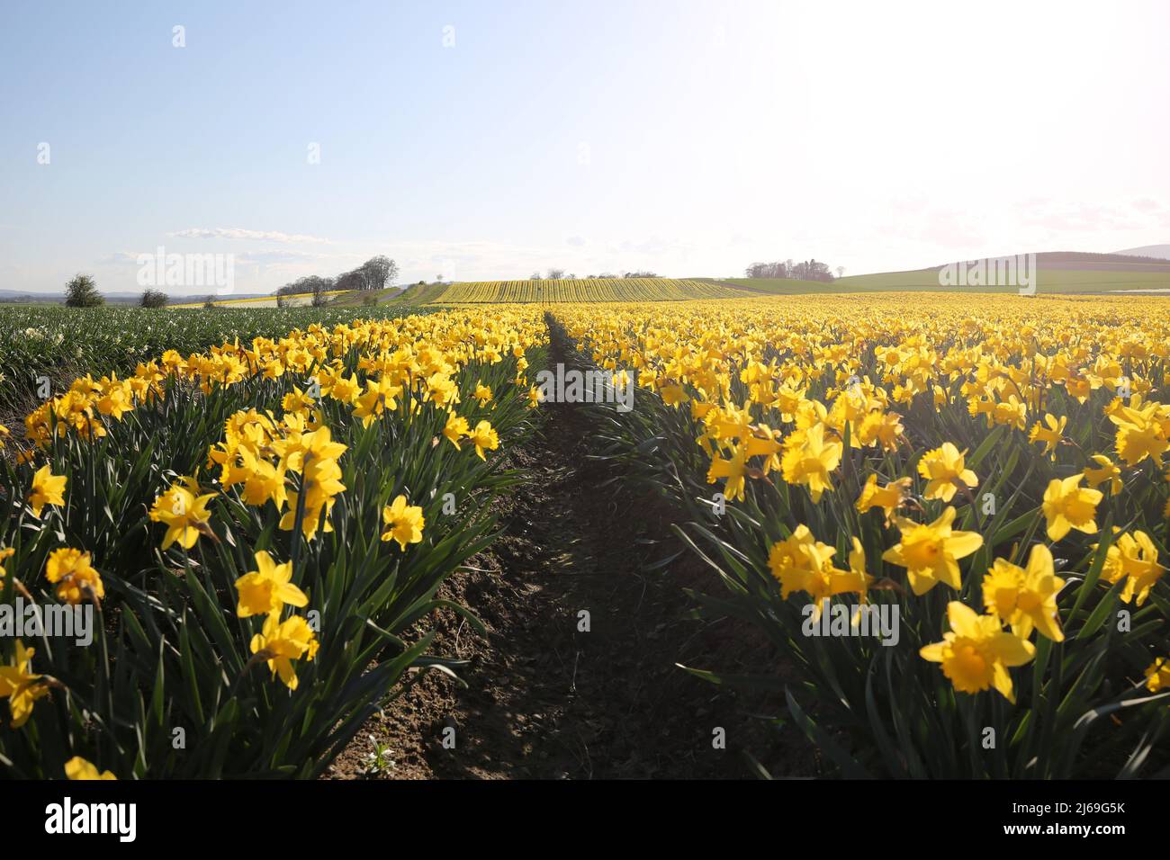Fettercairn, Aberdeenshire, Scotland, UK. Field of daffodils growing ...