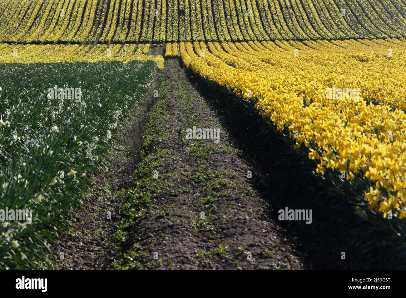Fettercairn, Aberdeenshire, Scotland, UK. Field of daffodils growing ...