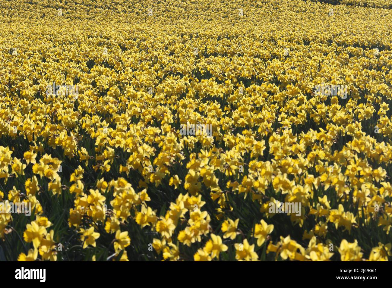 Fettercairn, Aberdeenshire, Scotland, UK. Field of daffodils growing ...
