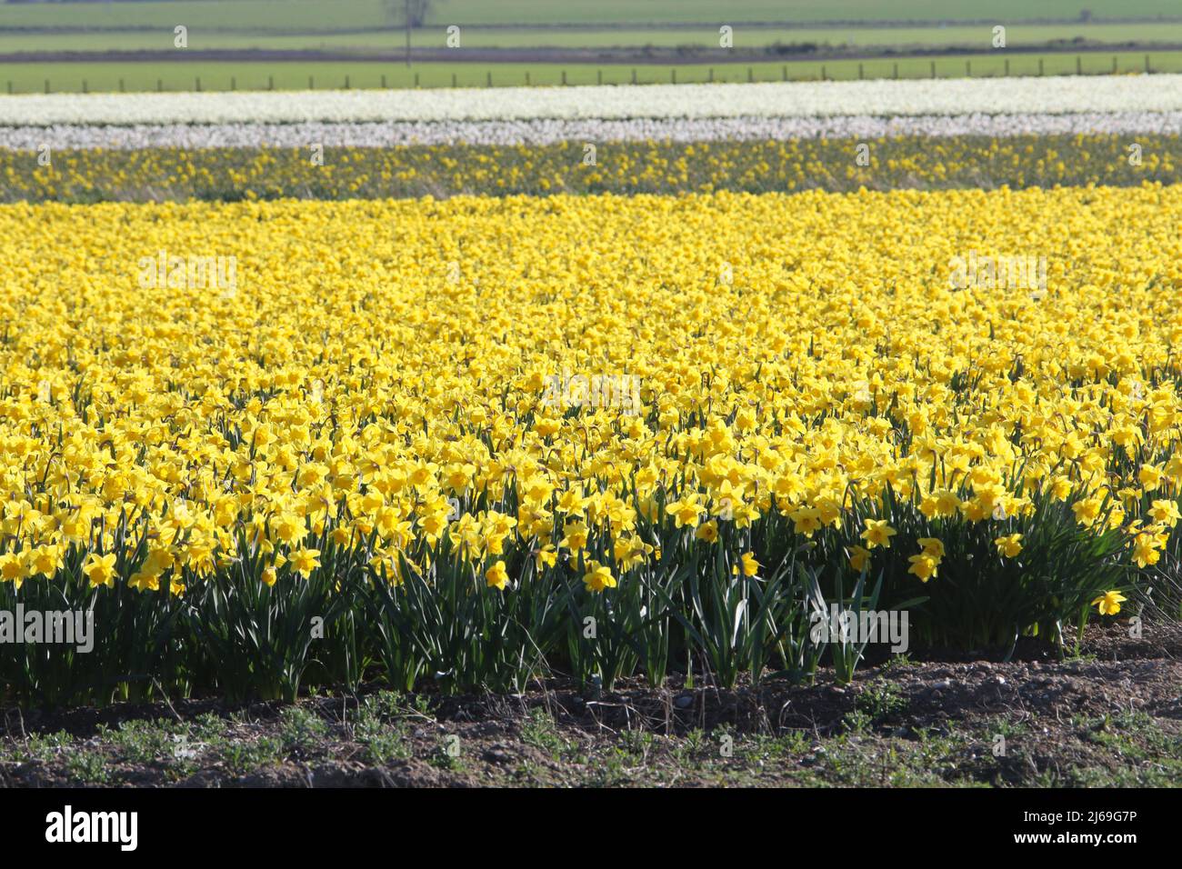 Fettercairn, Aberdeenshire, Scotland, UK. Field of daffodils growing ...