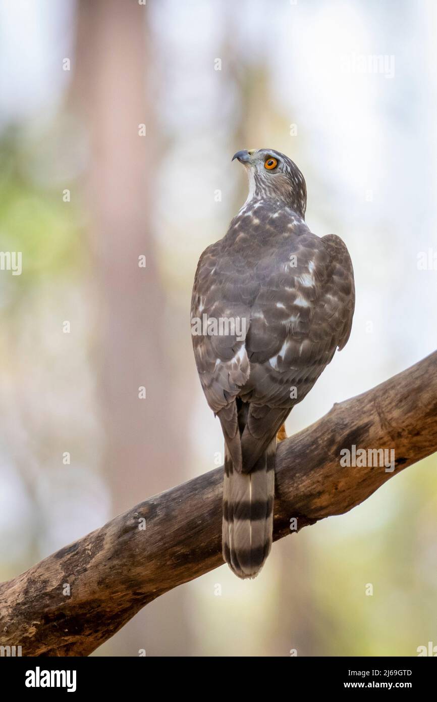 Image of Shikra Bird (Accipiter badius) on a tree branch on nature ...